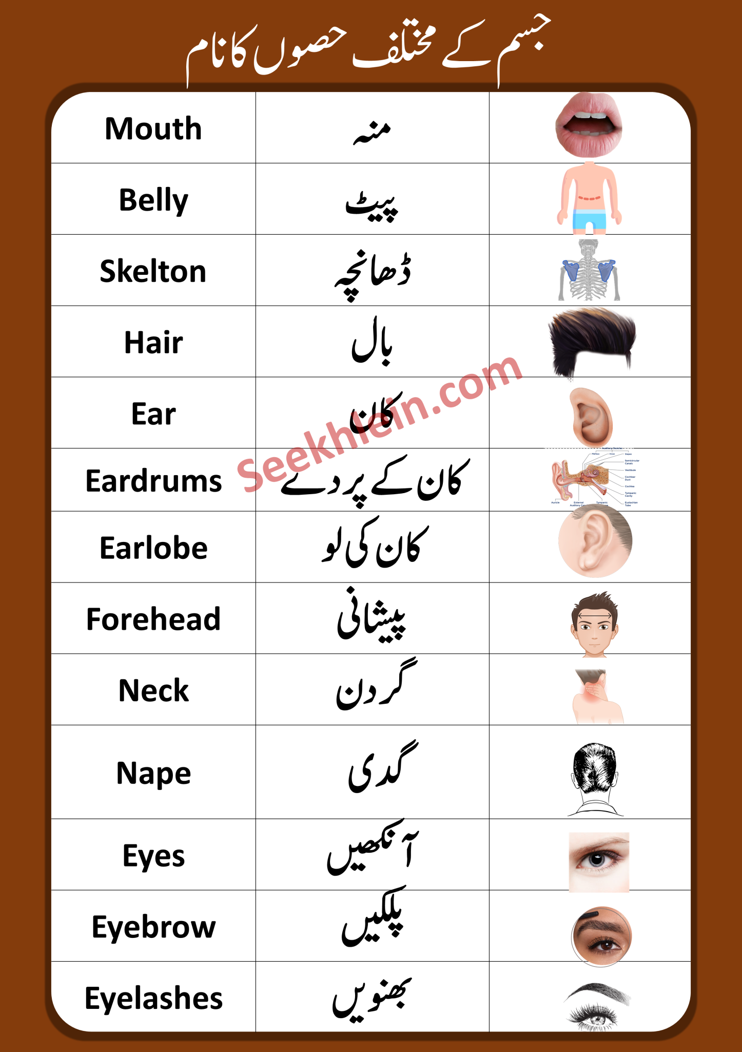 49 Parts Of Body Names In Urdu And English PDF - Seekhlein