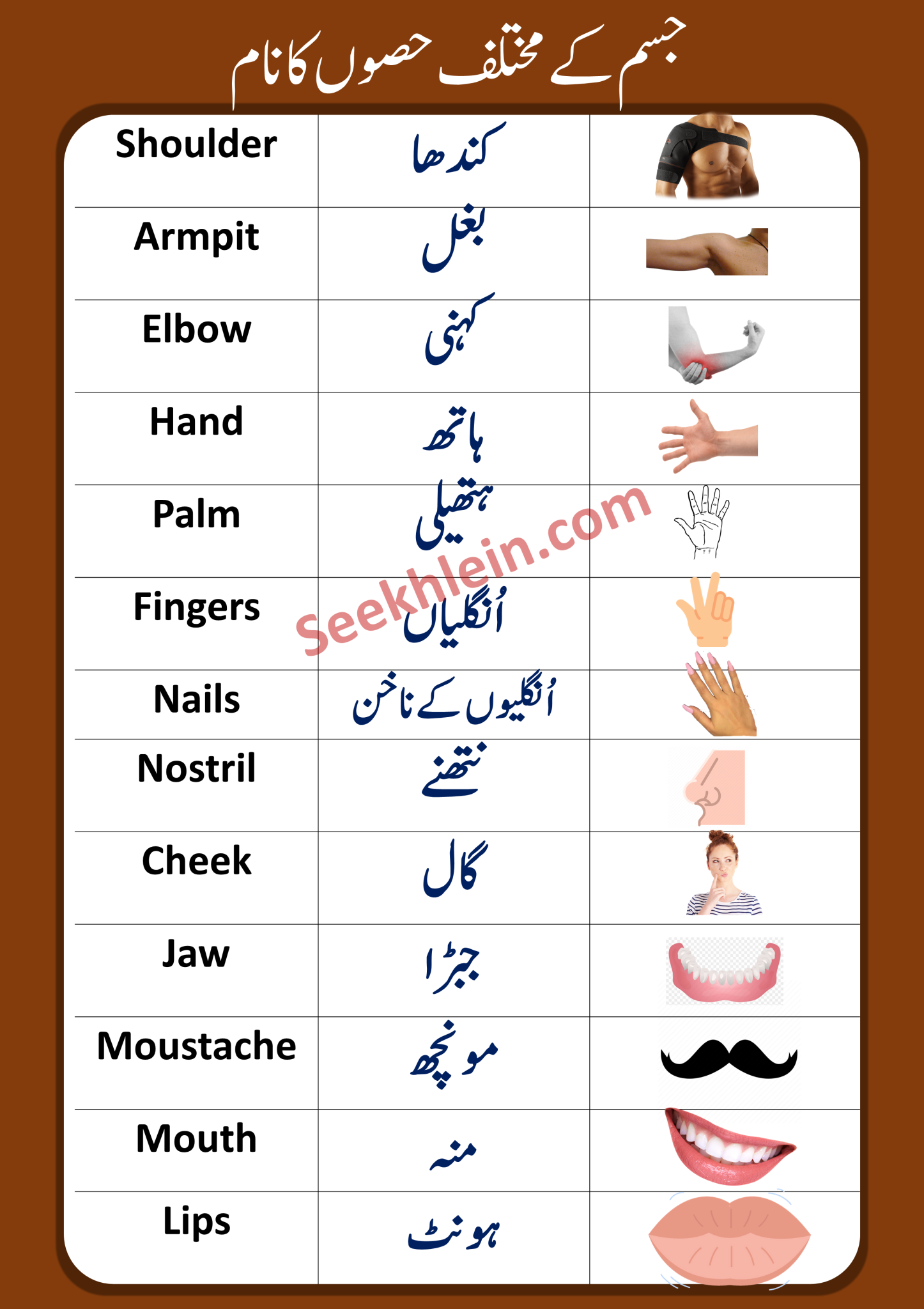 49 Parts Of Body Names In Urdu And English PDF - Seekhlein