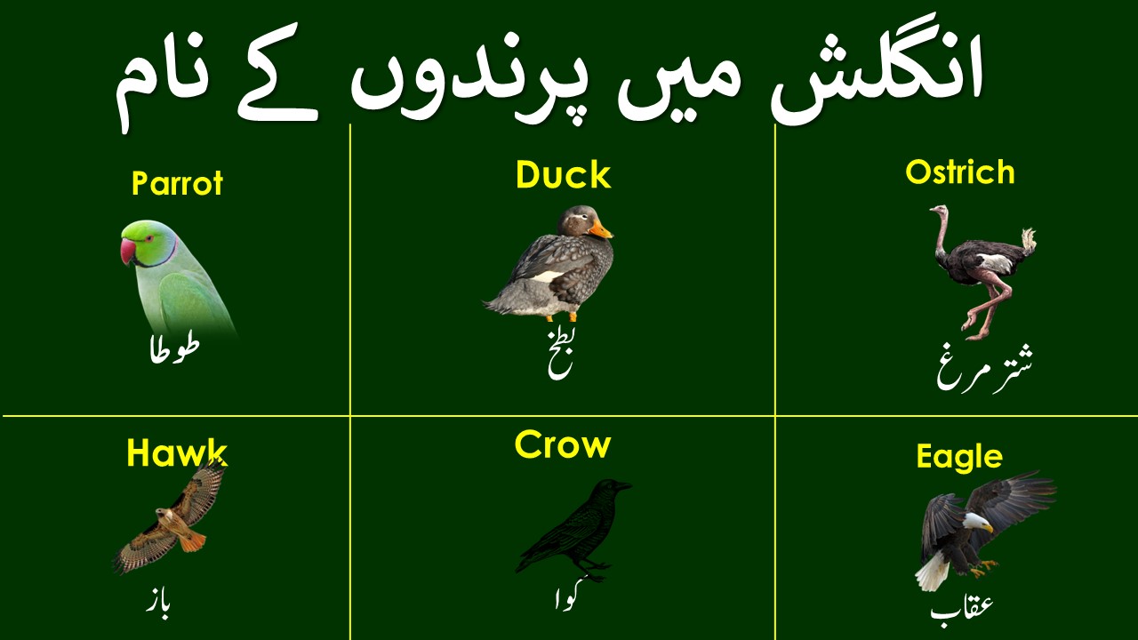 Birds Names In English And Urdu Translation With Hindi - Seekhlein